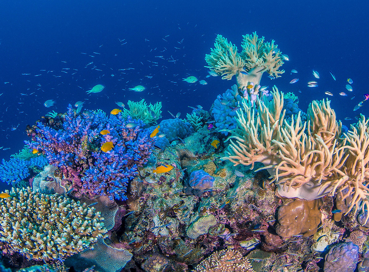 Die Wärme war’s: Forscher:innen klären Entstehungsgeschichte des Great ...