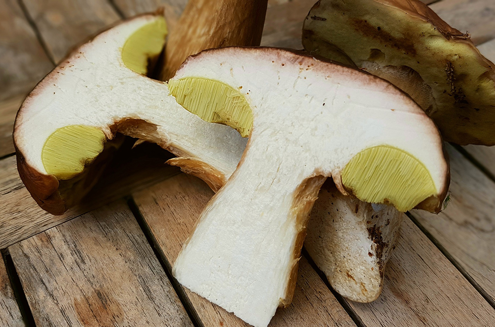 Steinpilze - Universität Graz